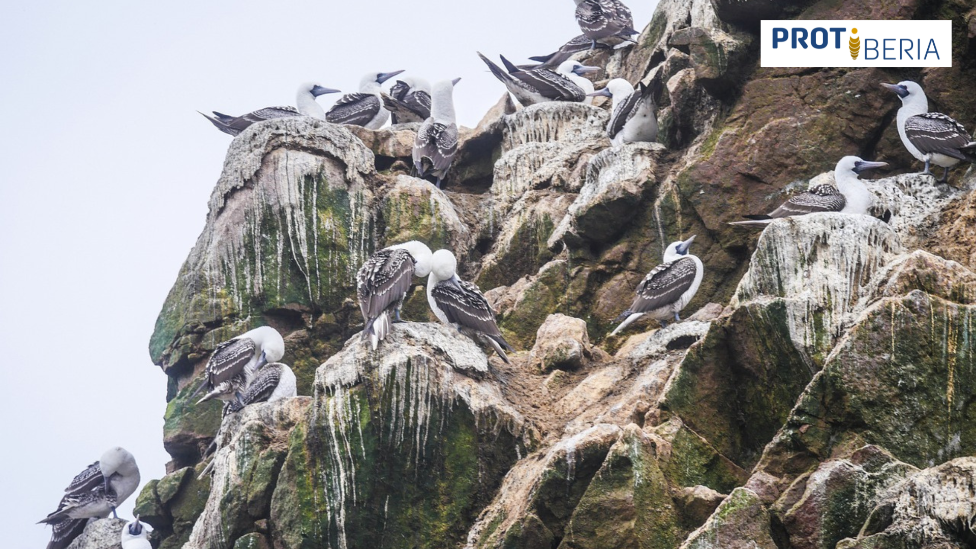 Frass vs Guano: ¿qué son y cómo se diferencian?