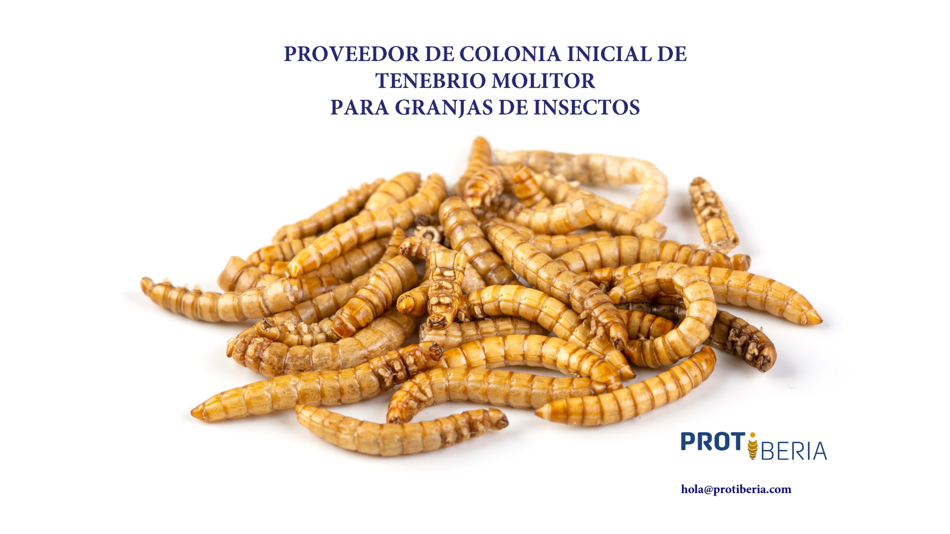 Protiberia: proveedores de colonias de Tenebrio molitor