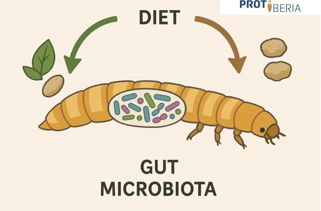 Tenebrio molitor microbiota with agri-food by-products.