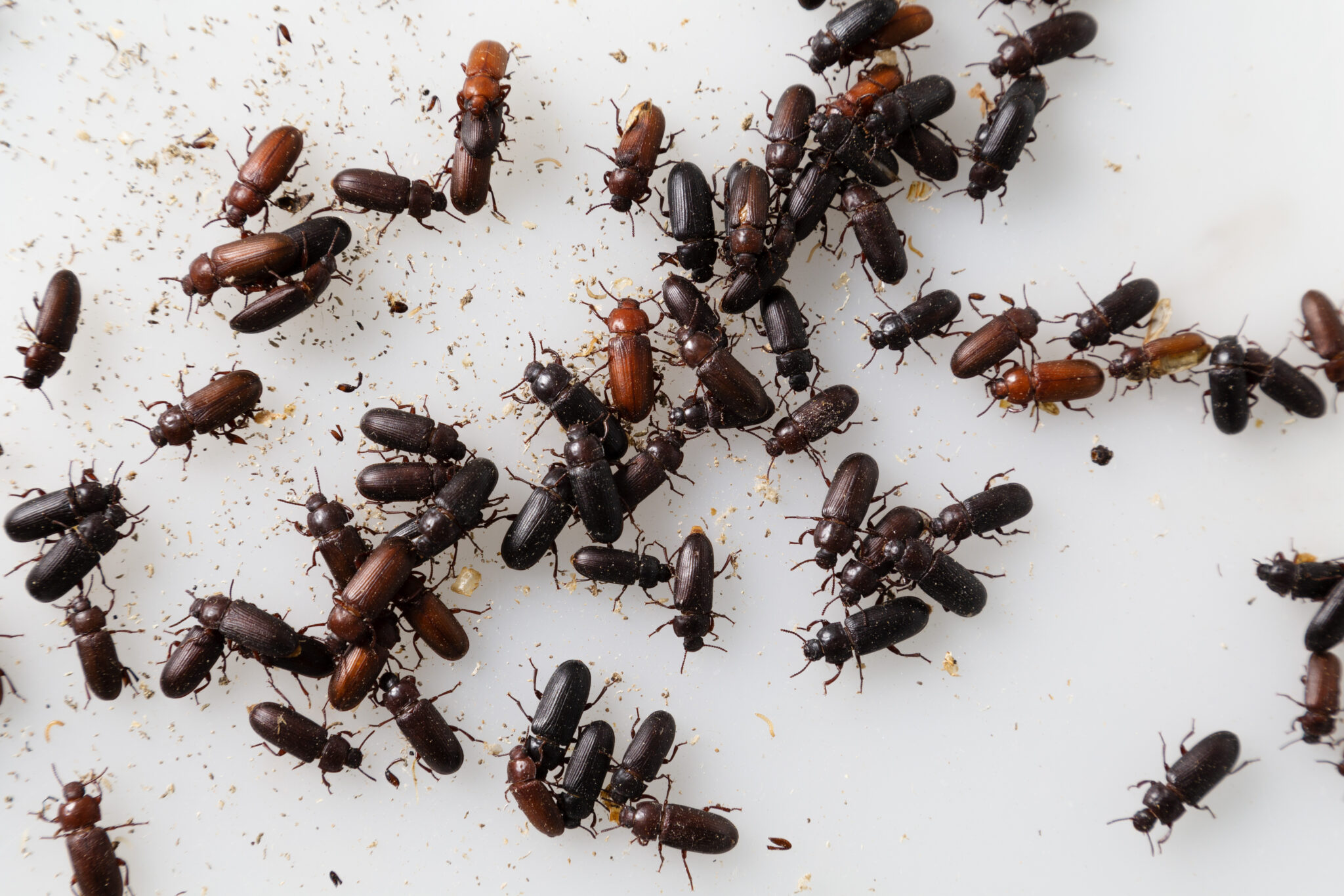 Beetle-Box: Rearing Trays for Industrial Mealworm Farming